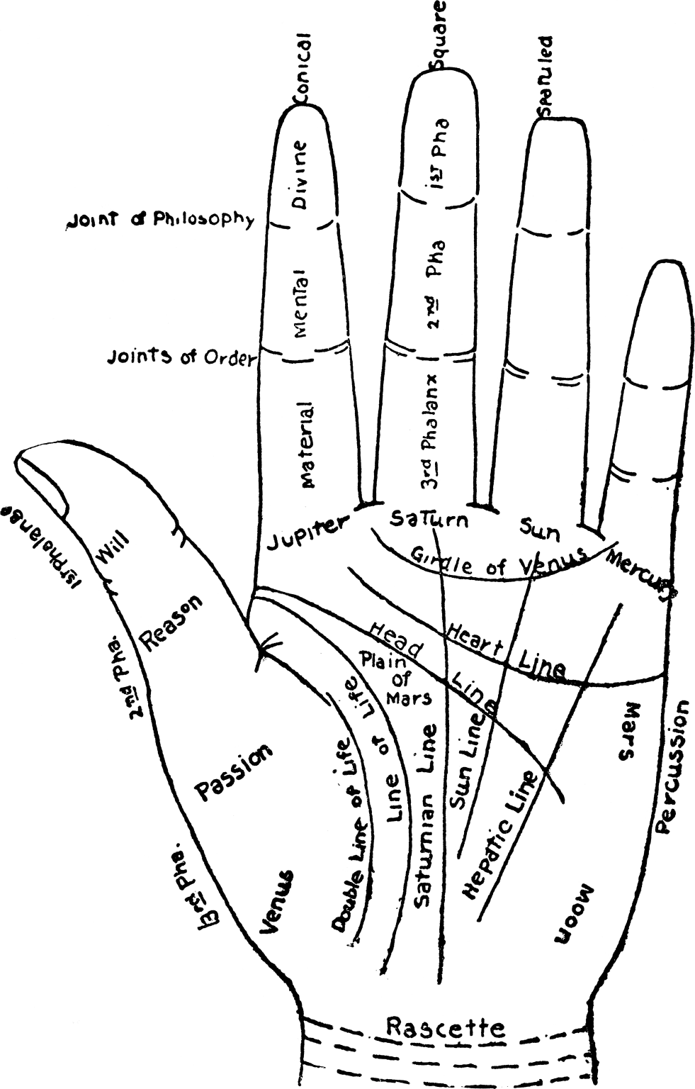 All You Needed to Know About Palmistry and Palm Reading