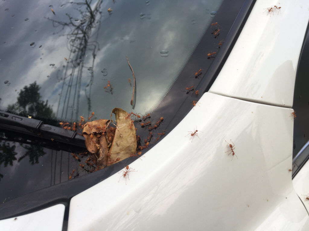 Know How To Get Rid Of Ants In Car Fast In 6 Easy Ways! - Fiction Pad