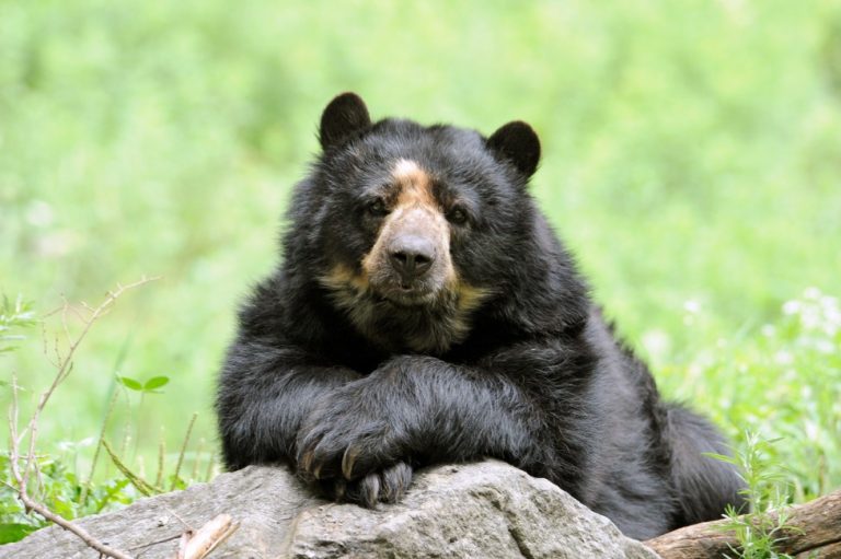 How Long Do Bears Live? You Have The Answer Here! - Fiction Pad