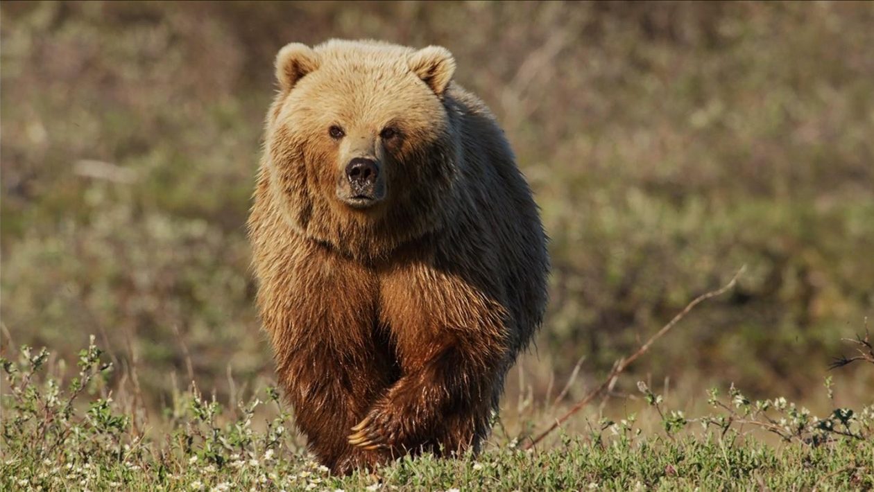 How Long Do Bears Live? You Have The Answer Here! - Fiction Pad